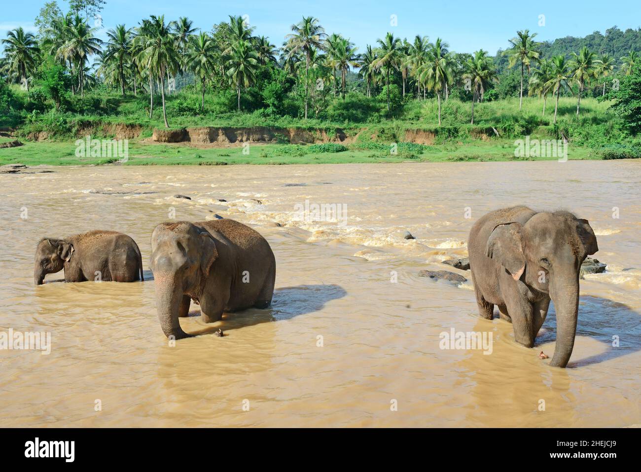 Elephants bathing in the river Stock Photo - Alamy
