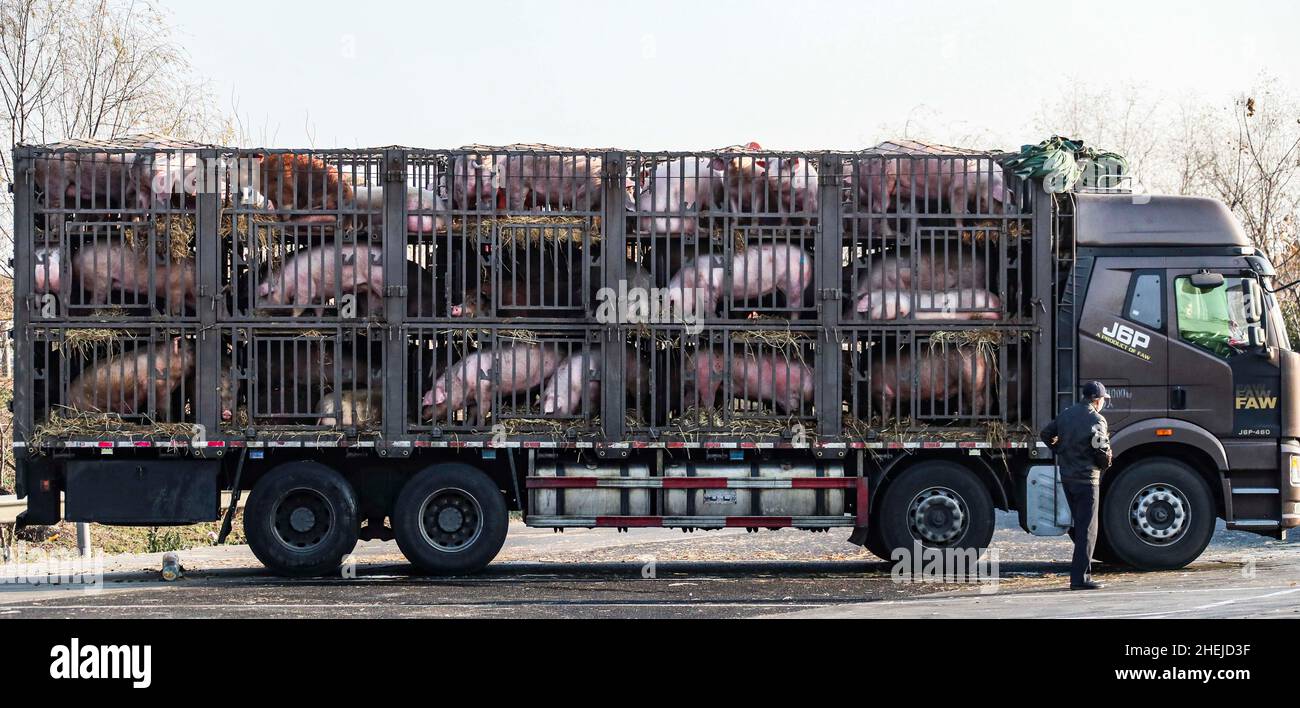 Pig transport hi-res stock photography and images - Alamy