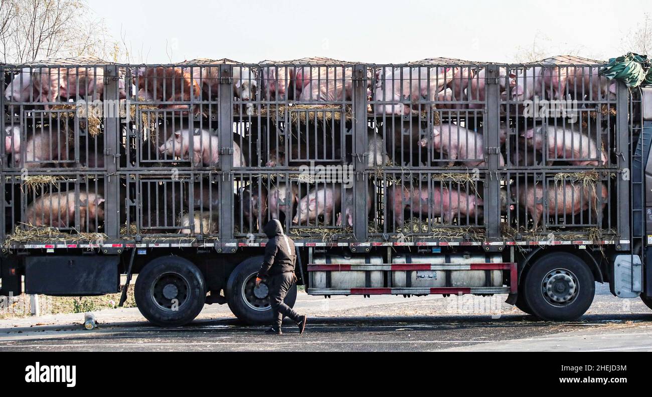 Pig transport hi-res stock photography and images - Alamy