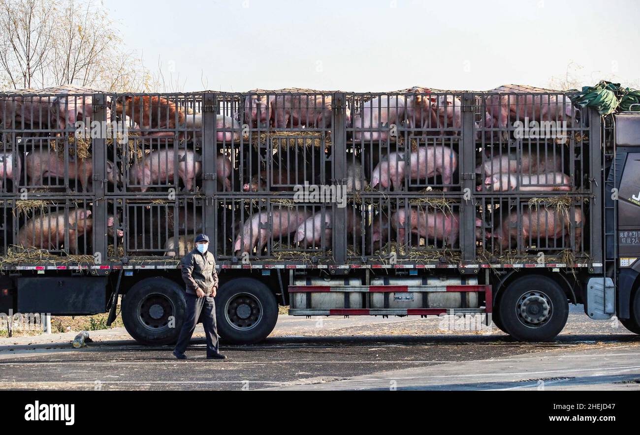 Pig transport hi-res stock photography and images - Alamy