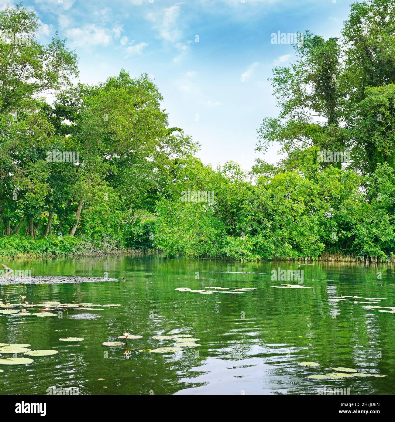 Lotuses blue hi-res stock photography and images - Alamy