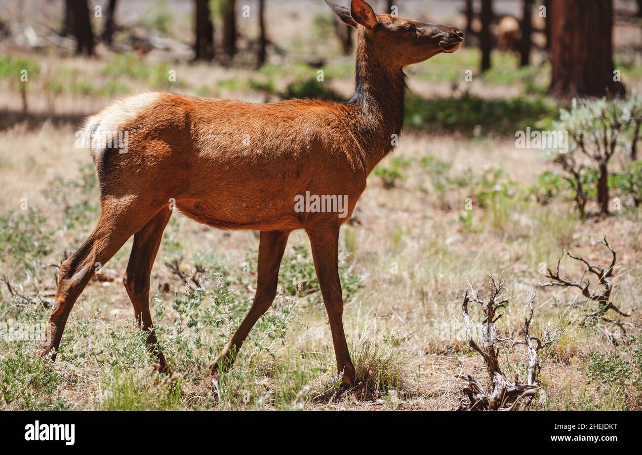 Deer in forest. Bambi, capreolus. White-tailed young roe. Beautiful ...