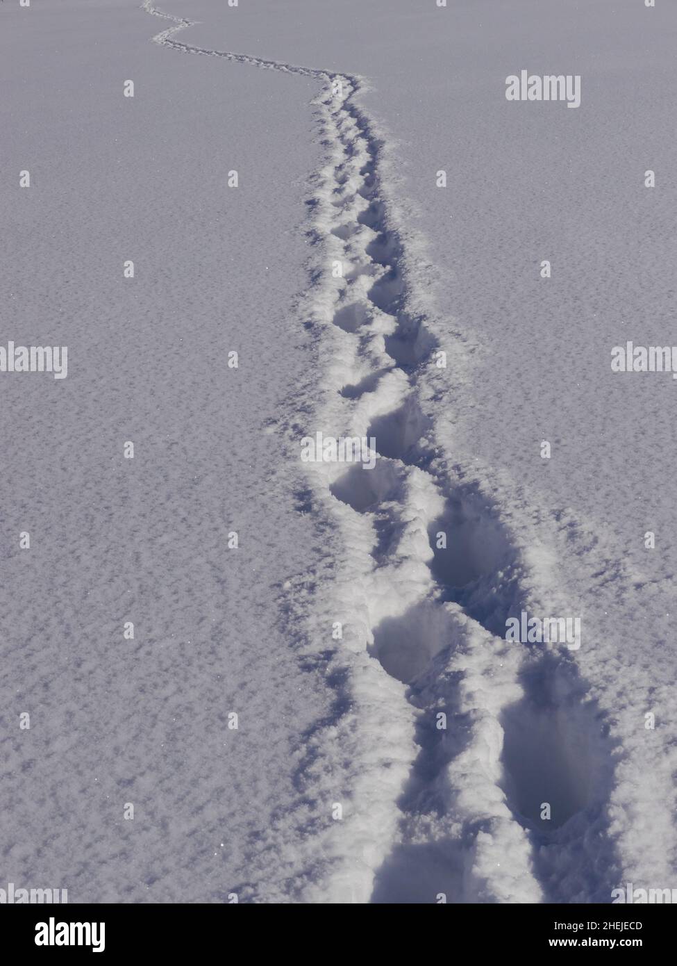 Beautiful winter path with sunshine hi-res stock photography and images ...