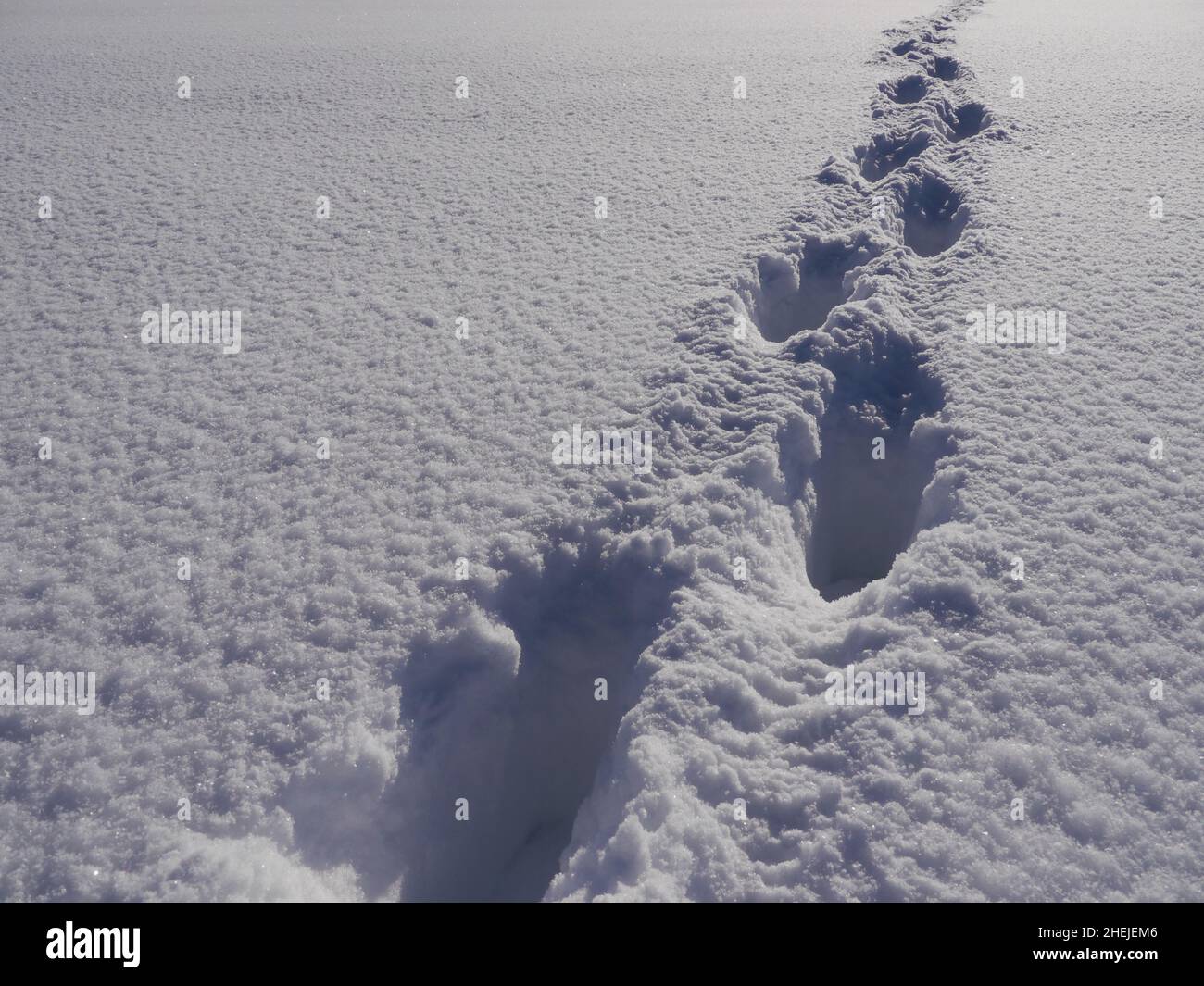 Beautiful winter path with sunshine hi-res stock photography and images ...