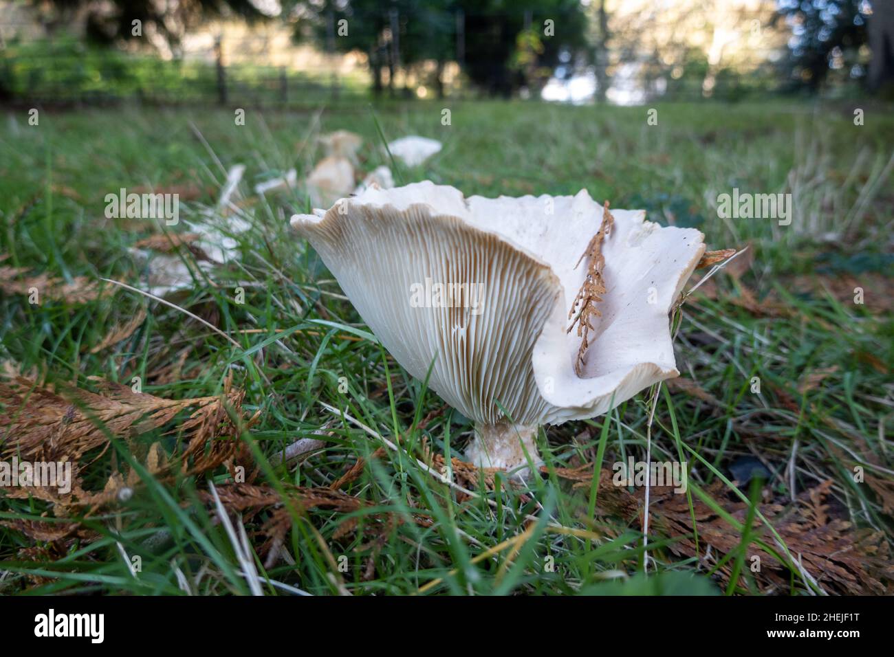 Wild mushrooms growing in grass Stock Photo - Alamy