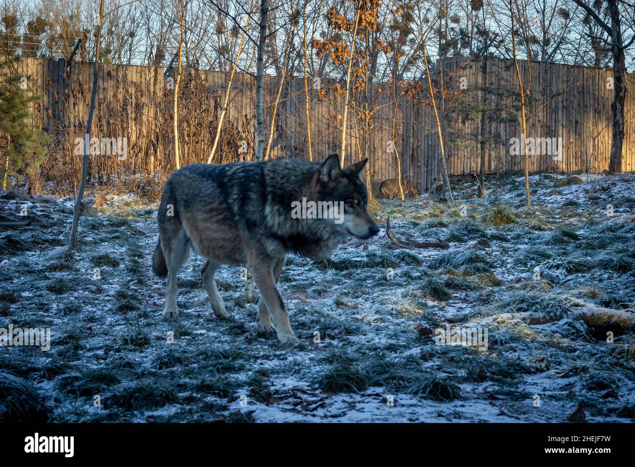 Grey wolf in a closeup photo. Winter day, golden hour light Stock Photo ...