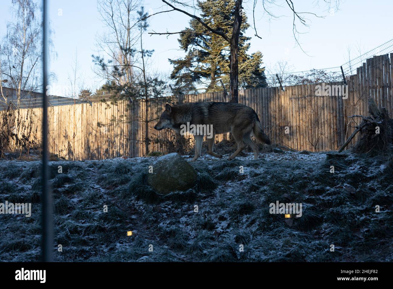A grey wolf walking outdoors, during a cold winter day Stock Photo - Alamy