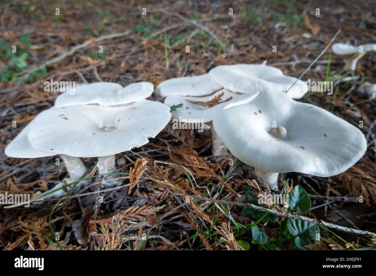 Wild mushrooms growing in grass Stock Photo - Alamy