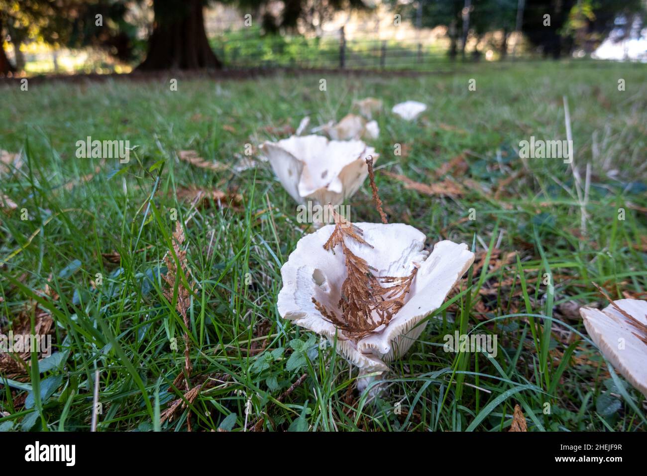 Wild mushrooms growing in grass Stock Photo - Alamy