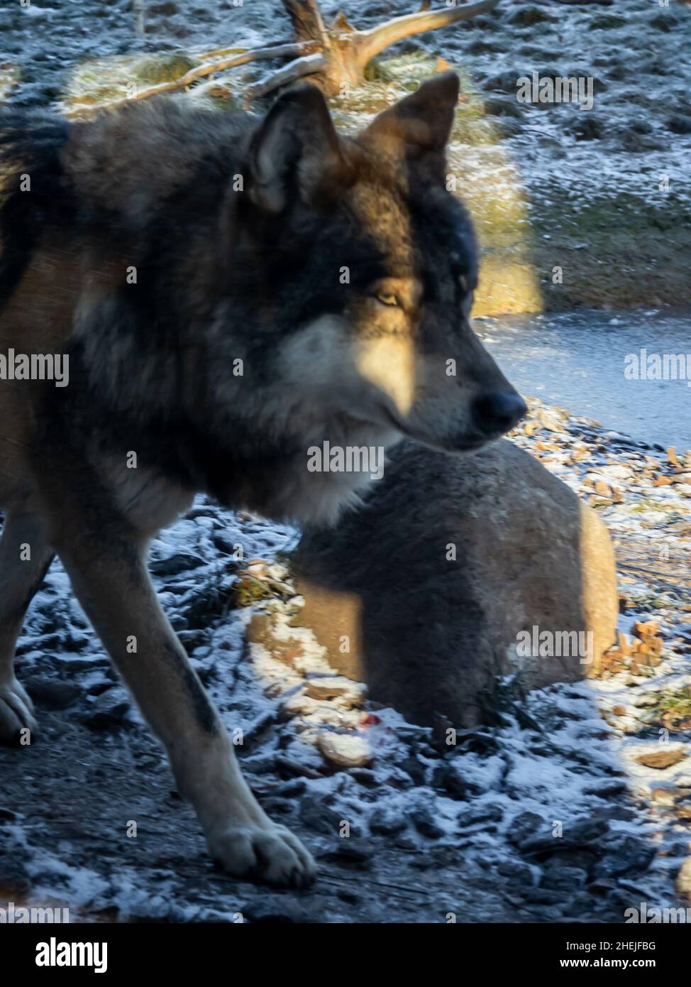 Grey wolf in a closeup photo. Winter day, golden hour light Stock Photo ...
