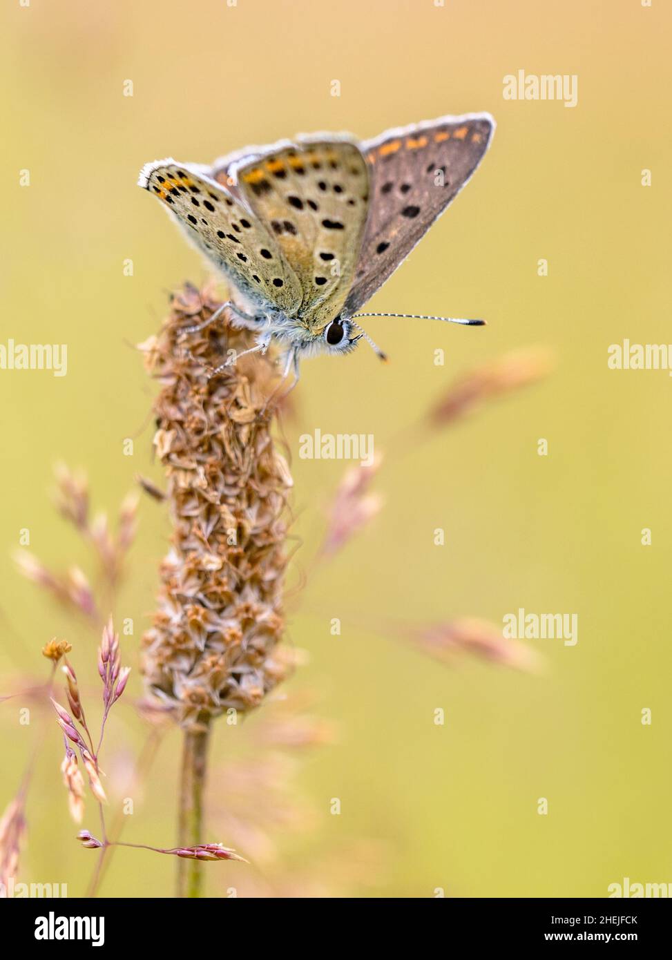 European Butterfly Sooty Copper (Lycaena tityrus) with blurred ...
