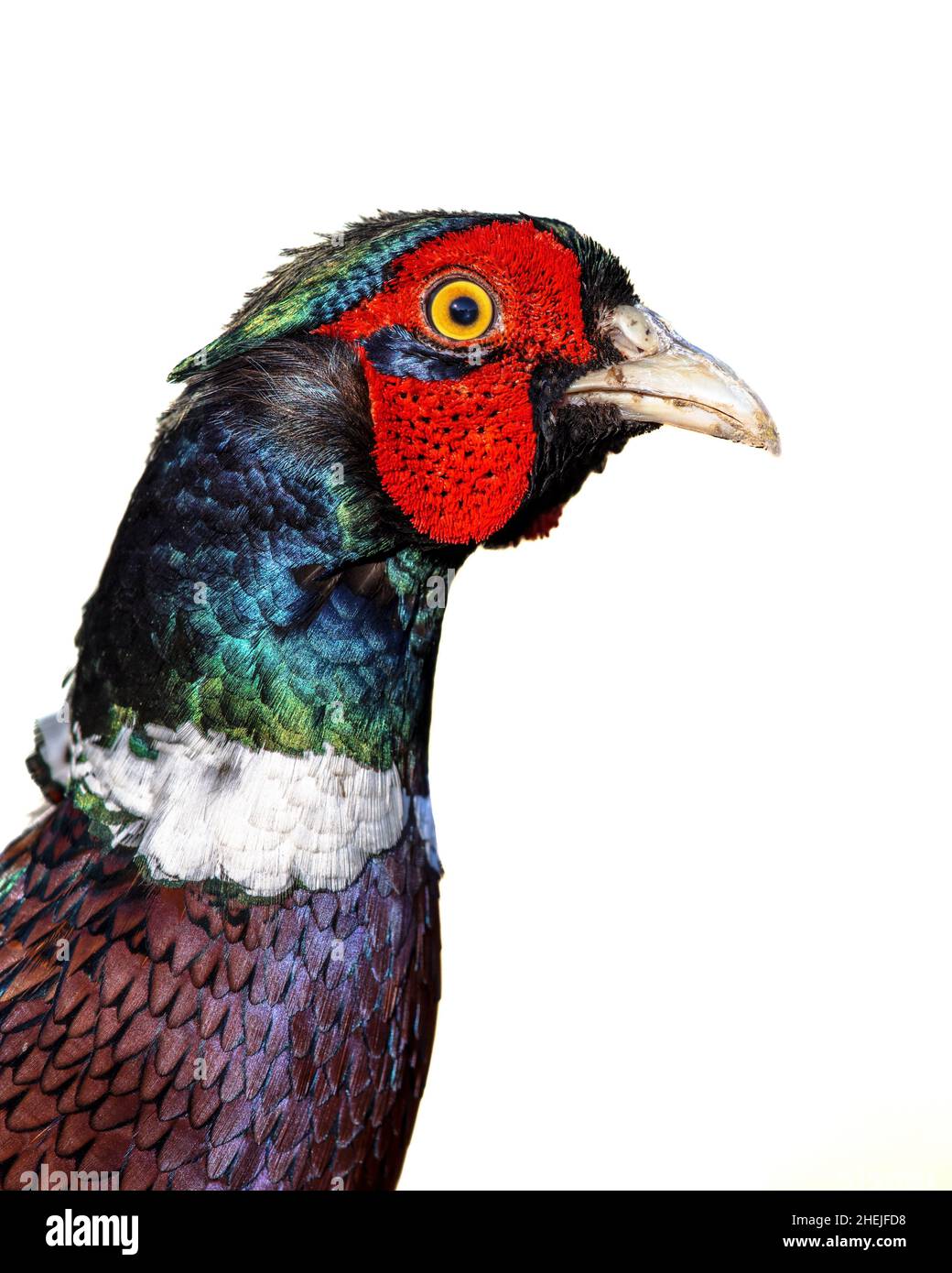 Common Pheasant (Phasianus colchicus) portrait Isolated on White ...