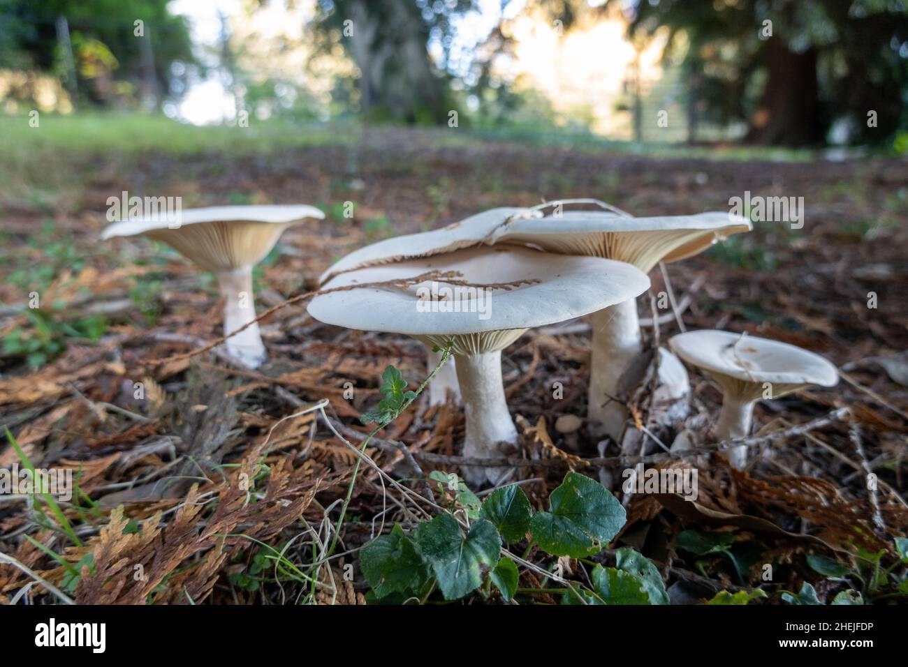 Wild mushrooms growing in grass Stock Photo - Alamy