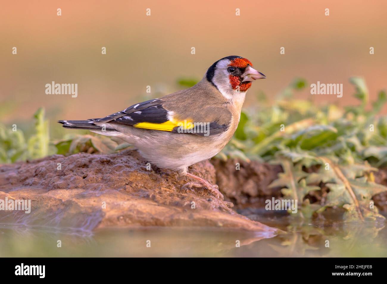 Finch family hi-res stock photography and images - Alamy