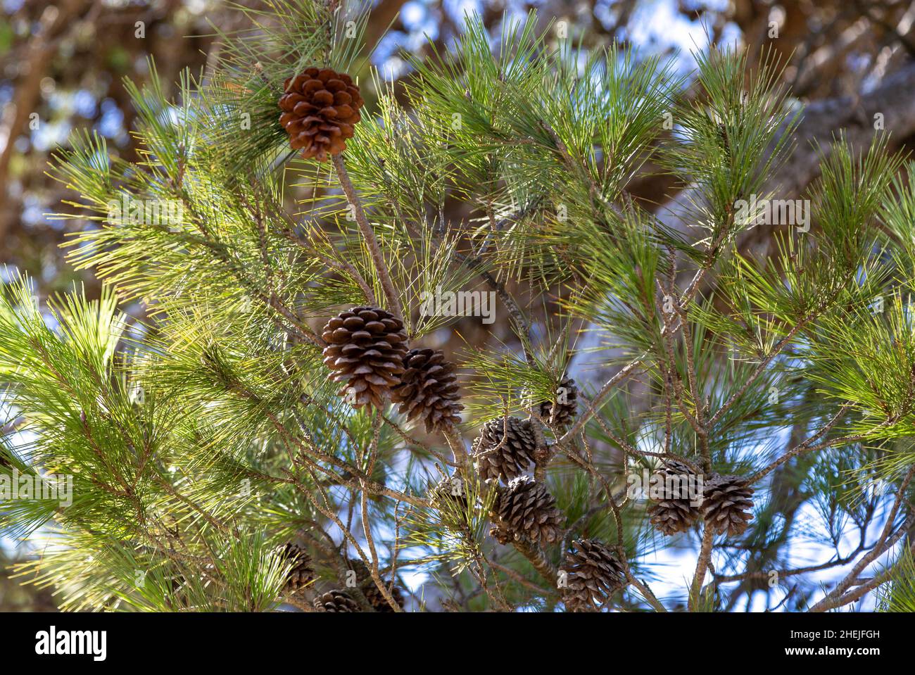 Cones and leaves of Stone pine tree, Pinus pinea, near Periana, La ...