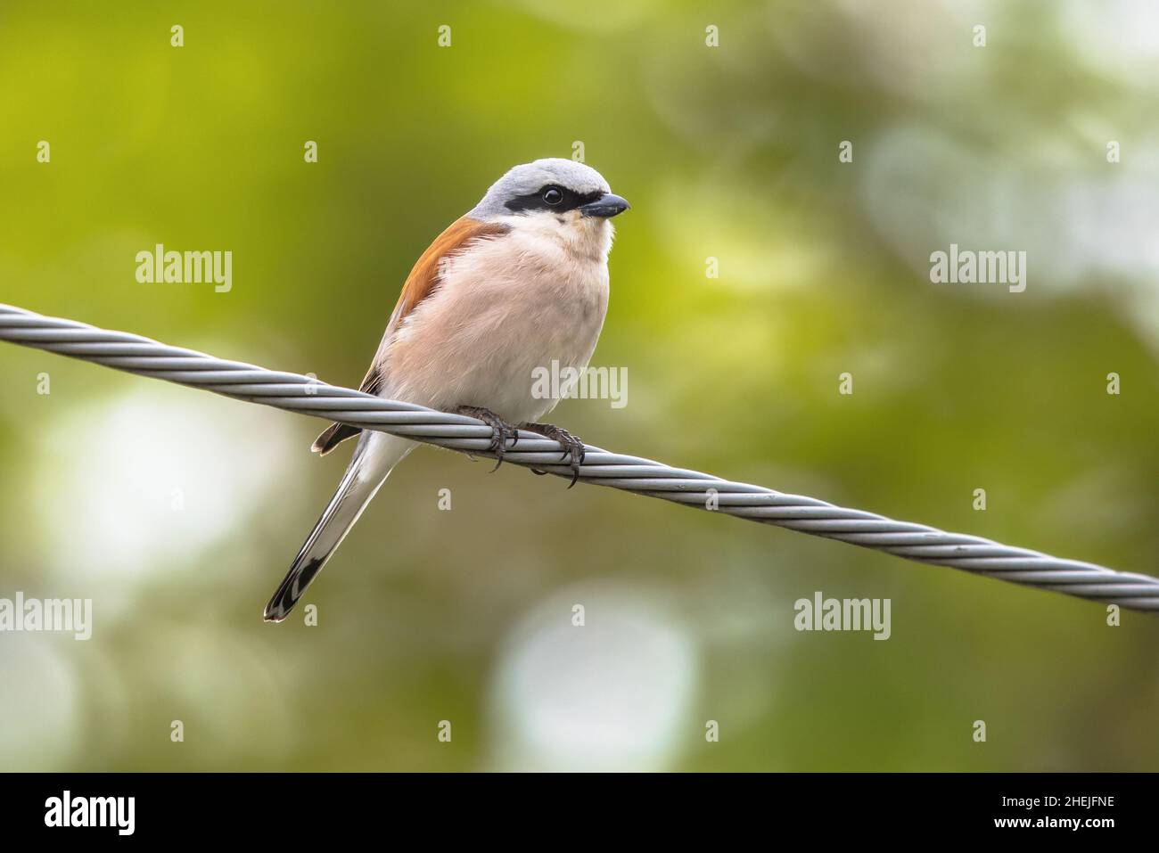 Laniidae hi-res stock photography and images - Alamy