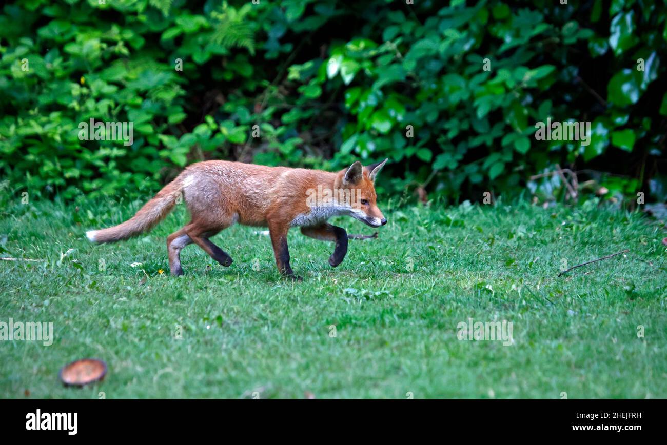 Urban fox cub in hi-res stock photography and images - Alamy