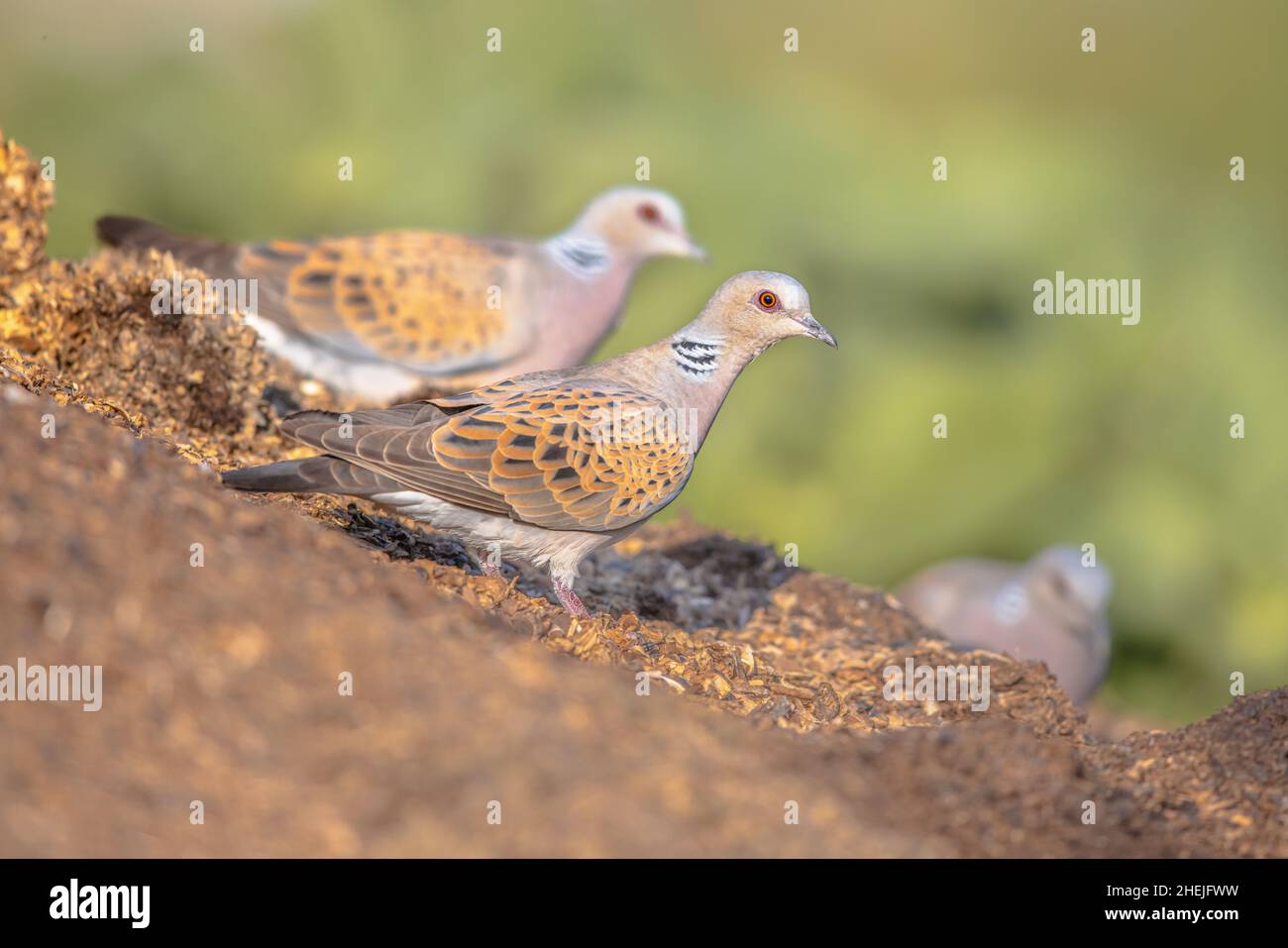 Two Turtle dove (Streptopelia turtur) perched on ground with blurred ...