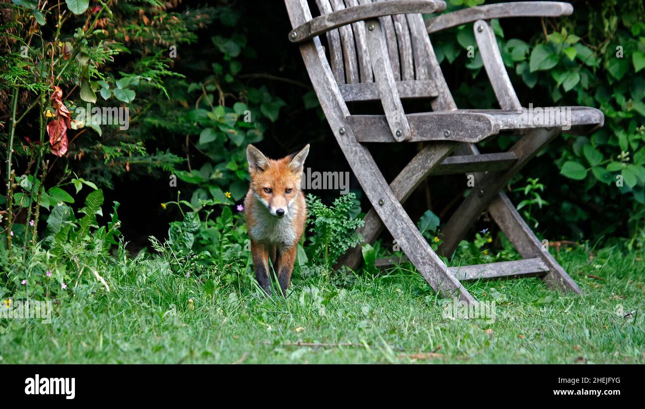 Vixen red fox cub hi-res stock photography and images - Alamy