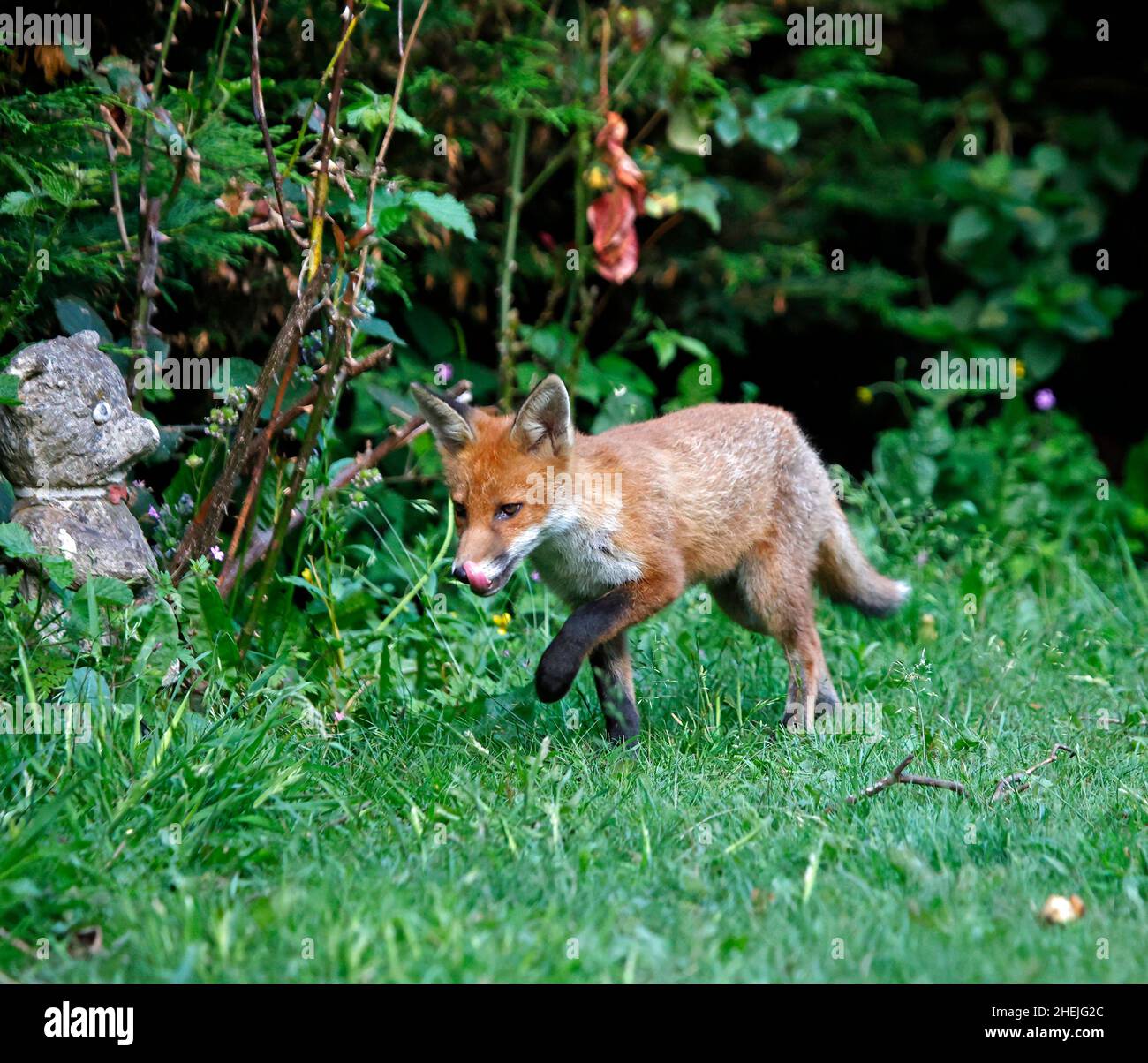 Urban fox cub in hi-res stock photography and images - Alamy