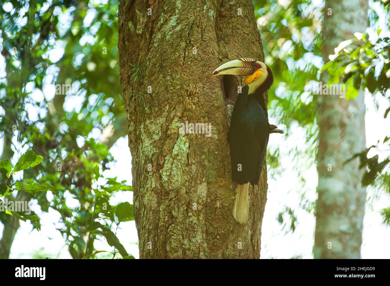 Wreathed hornbill food hi-res stock photography and images - Alamy