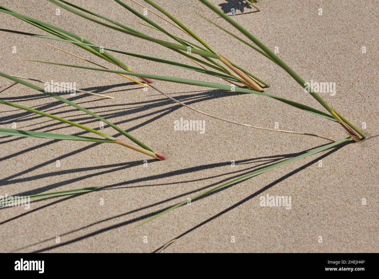 grass in sand Stock Photo - Alamy