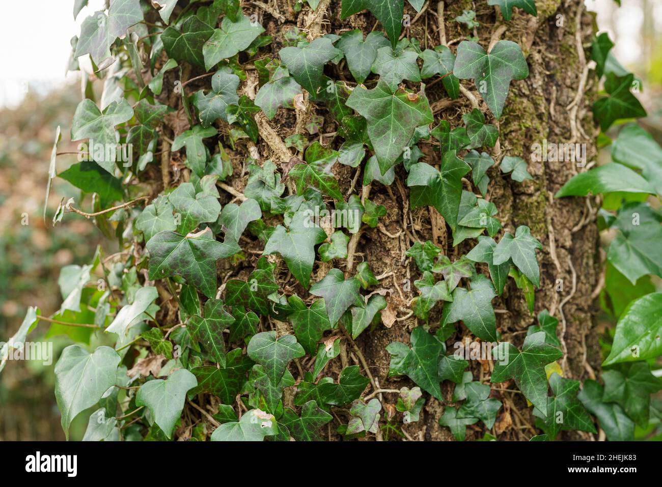 Winter landscape in the forest of La Garrotxa Stock Photo - Alamy