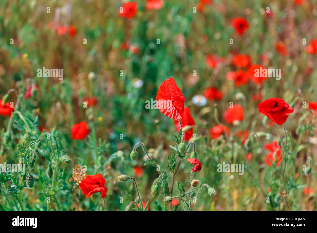Blooming poppy. Red poppies sway in wind in field landscape. Beautiful ...