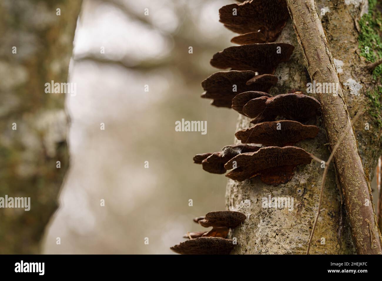 Winter landscape in the forest of La Garrotxa Stock Photo - Alamy