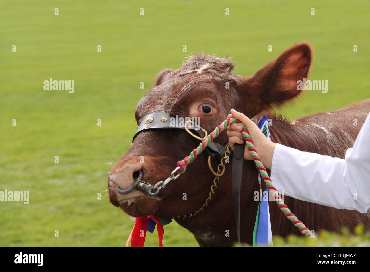 Champion steer hi-res stock photography and images - Alamy