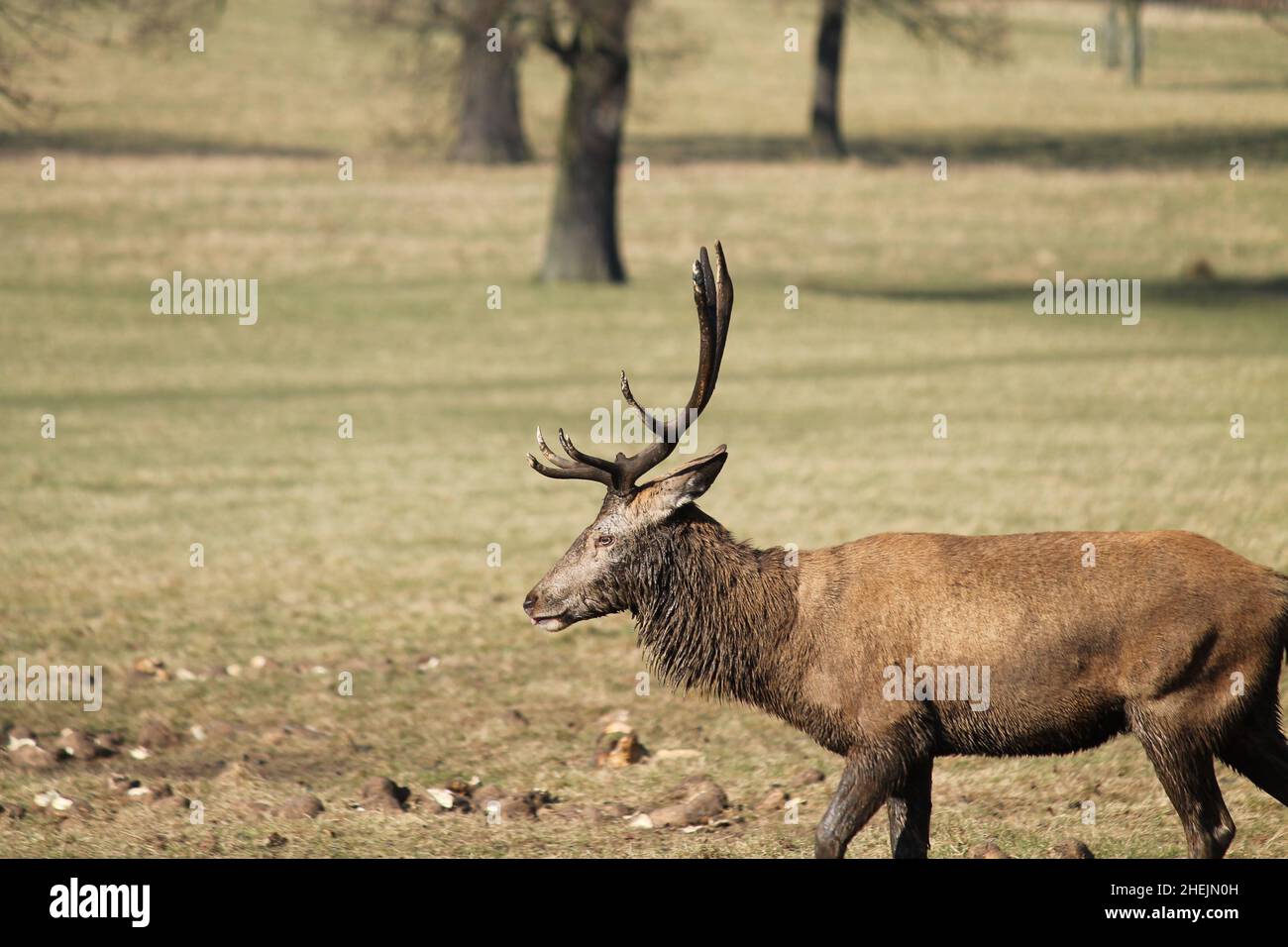 A Magnificent Red Deer Amongst Sugar Beet Food Stock Photo - Alamy