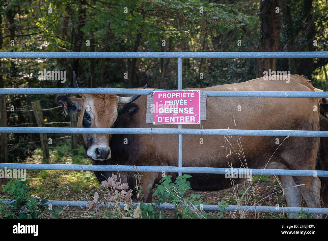 Lentilly (France), 25 October 2021. A cow behind a fence with a sign ...