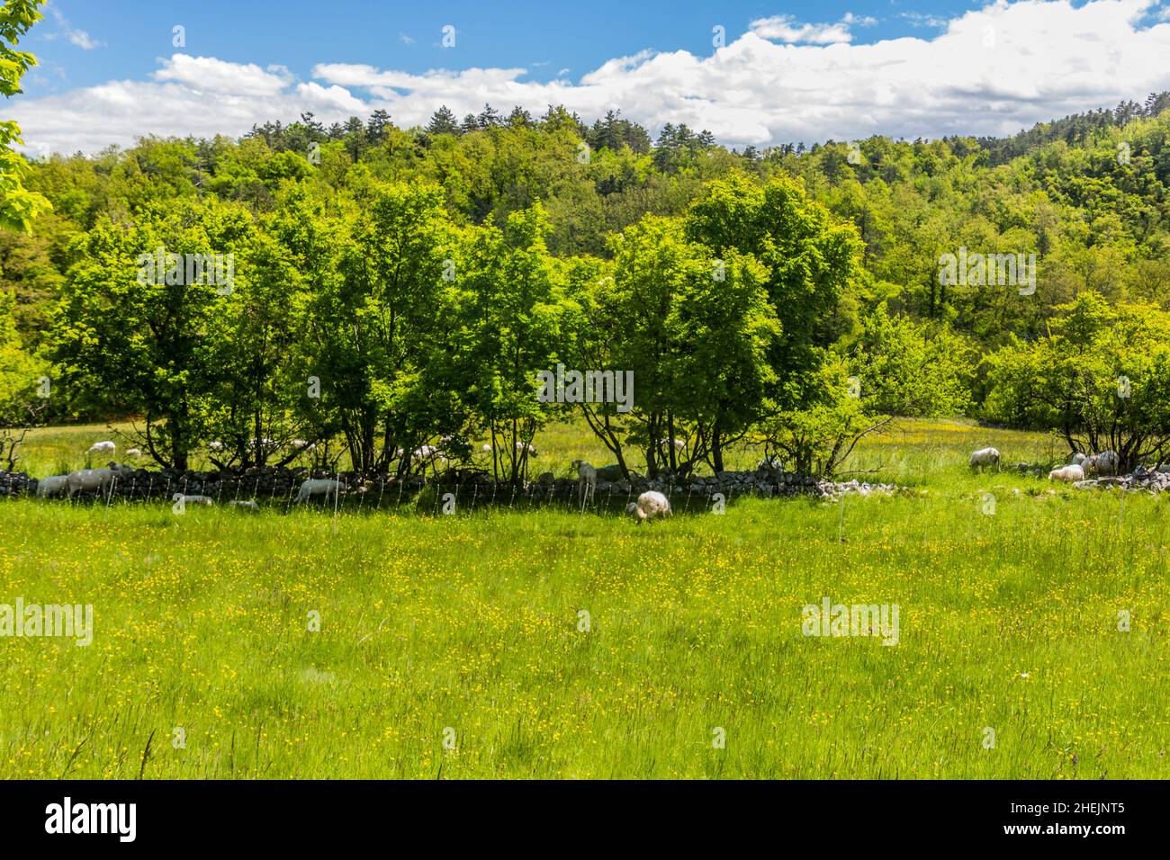 Pasture near Skocjanske jame (Skocjan Caves), Slovenia Stock Photo - Alamy