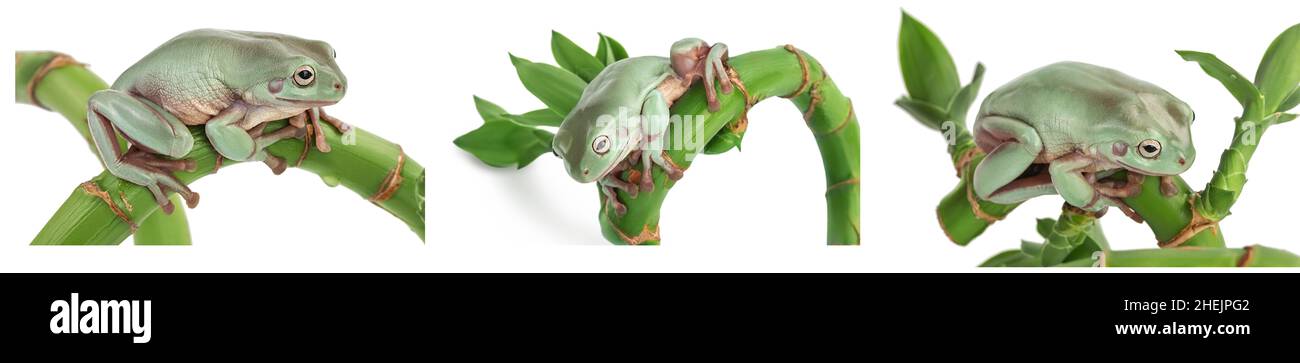 The Australian green tree frog isolated on white background with full ...