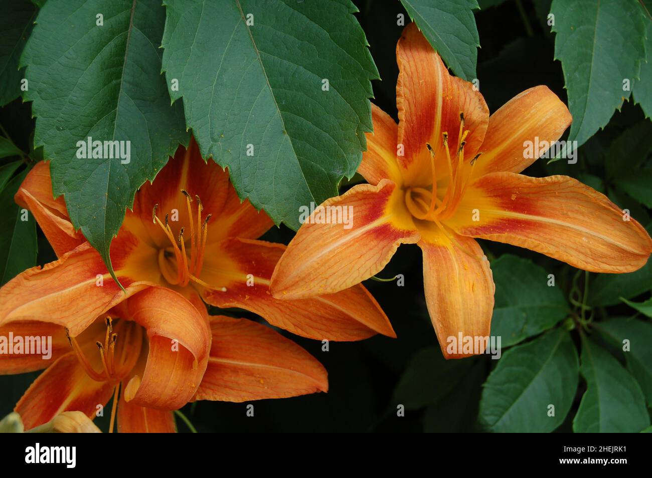 Beautiful orange lily flowers in bloom. Fresh garden lilies in the ...