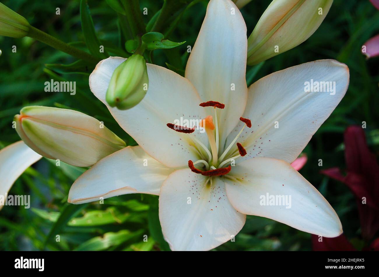 Beautiful white lily flowers in bloom. Fresh garden lilies in the ...