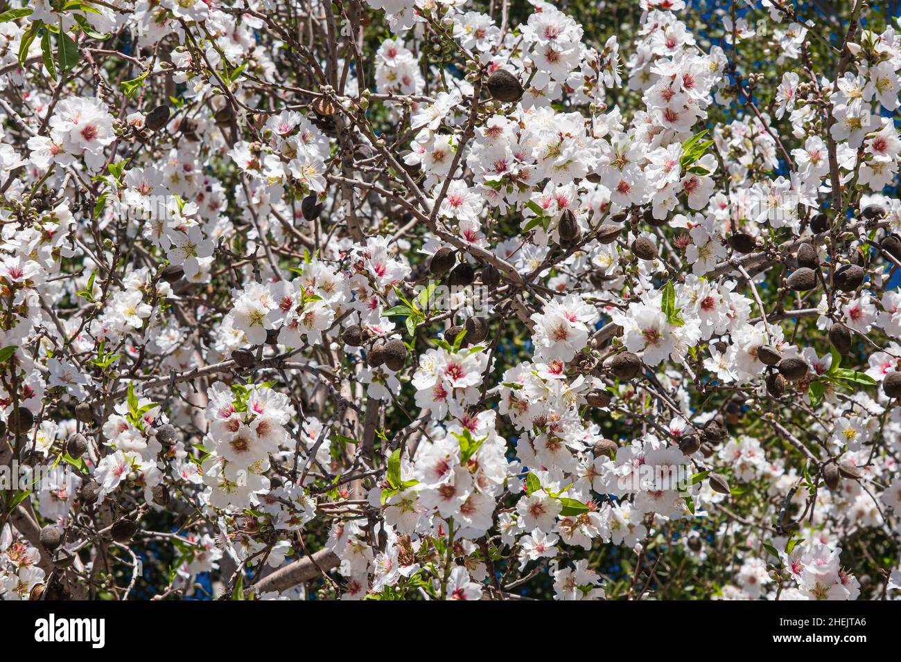 Morning blooming almond trees hi-res stock photography and images - Alamy