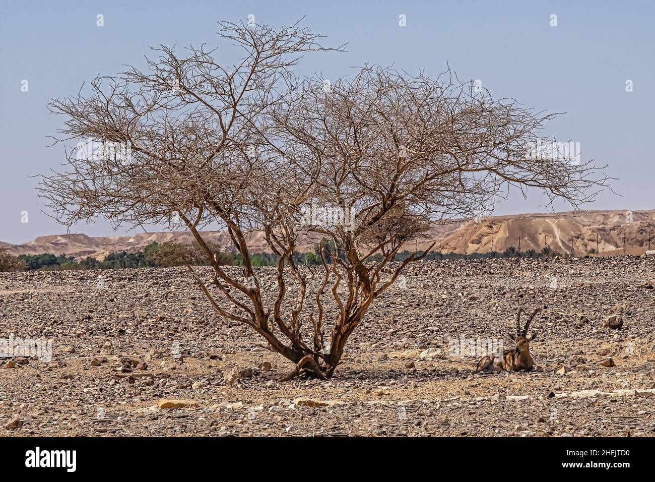 The withered tree and Nubian ibex or Capra Nubiana hiding from the heat ...