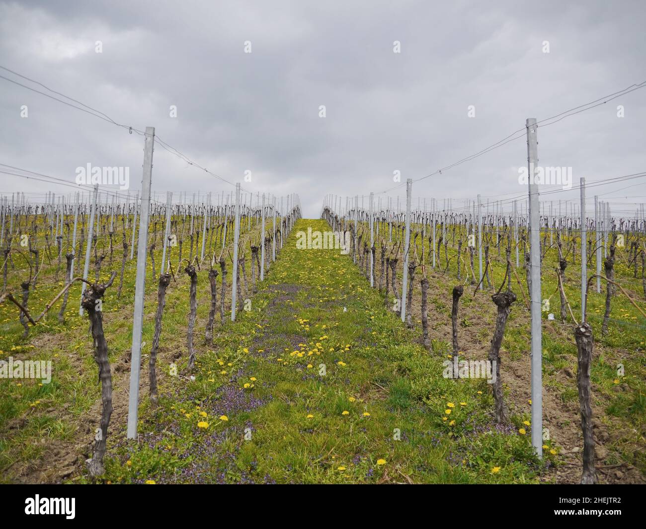 Vine agriculture hi-res stock photography and images - Alamy
