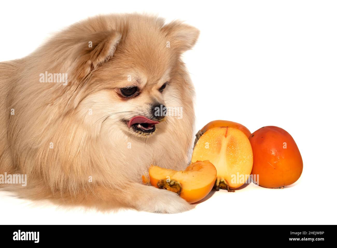 Pomeranian spitz eats fruit on a white background. Dog eating persimmon ...