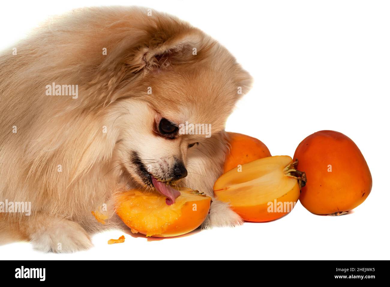 Pomeranian spitz eats fruit on a white background. Dog eating persimmon ...