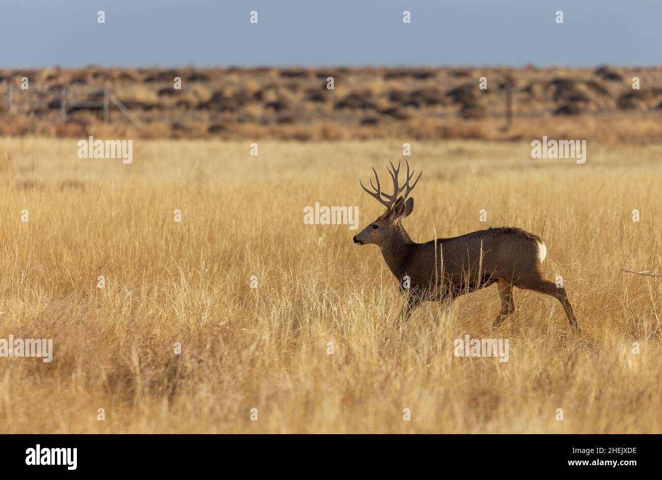Buck Mule Deer in Autumn in Colorado Stock Photo - Alamy