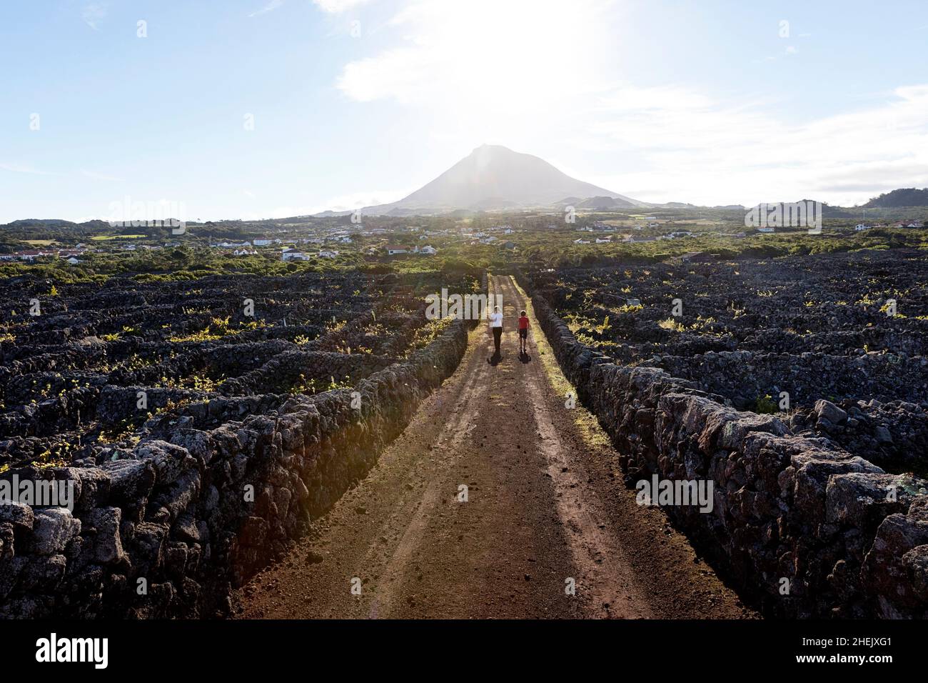 Traditional style vineyards with stone walls on Pico island in the ...
