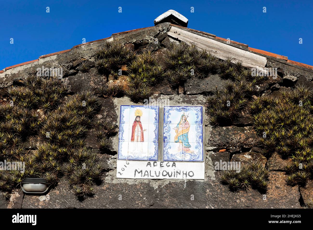 Traditional style vineyards with stone walls on Pico island in the ...