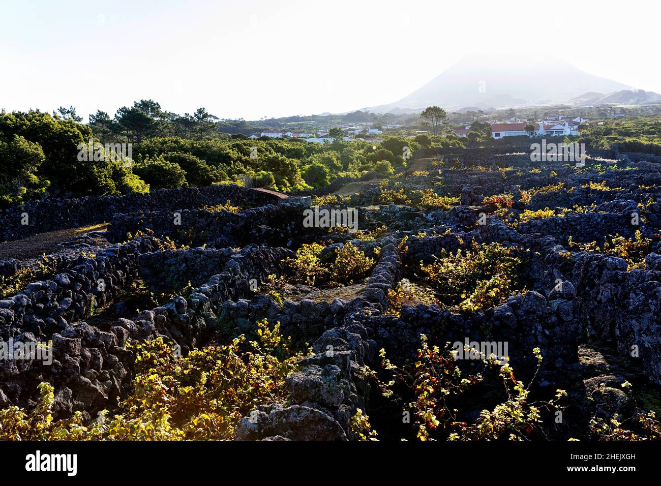 Traditional style vineyards with stone walls on Pico island in the ...