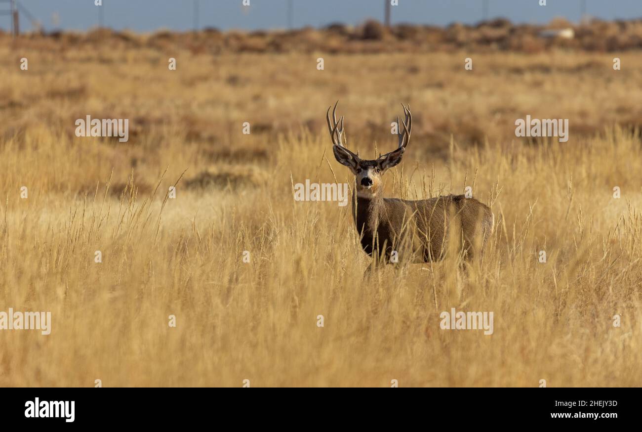 Buck Mule Deer in Autumn in Colorado Stock Photo - Alamy