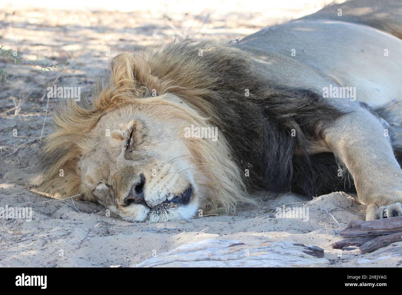 Sleepy male lion in the Kgalagadi Stock Photo - Alamy