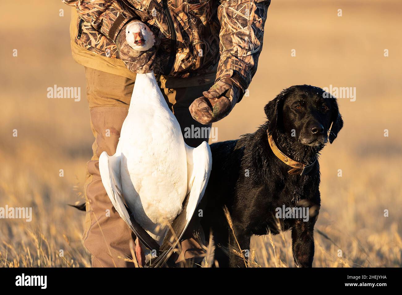 Goose prairie hi-res stock photography and images - Alamy