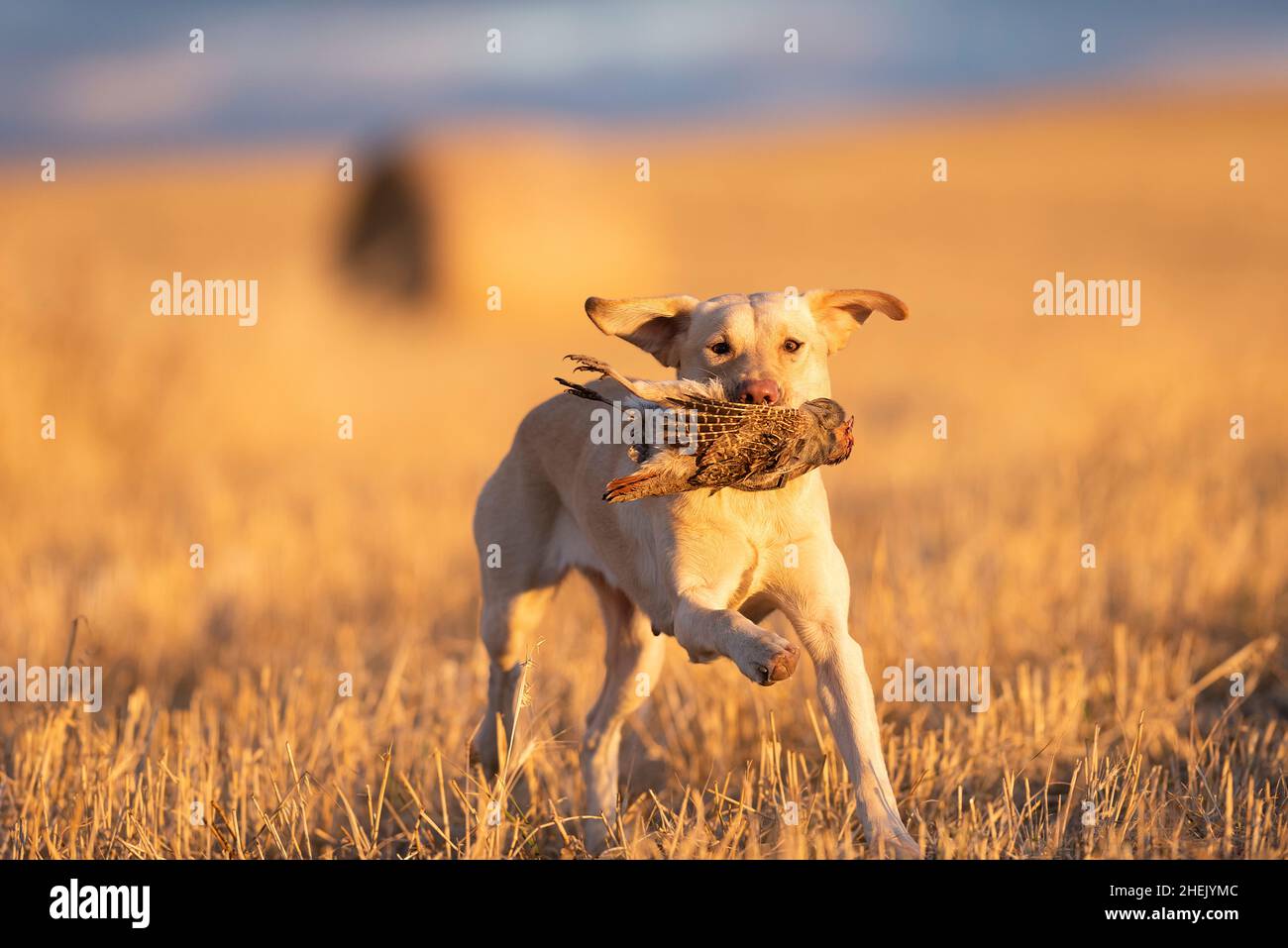 A hunting dog with a Hungarian Partridge in North Dakota Stock Photo ...