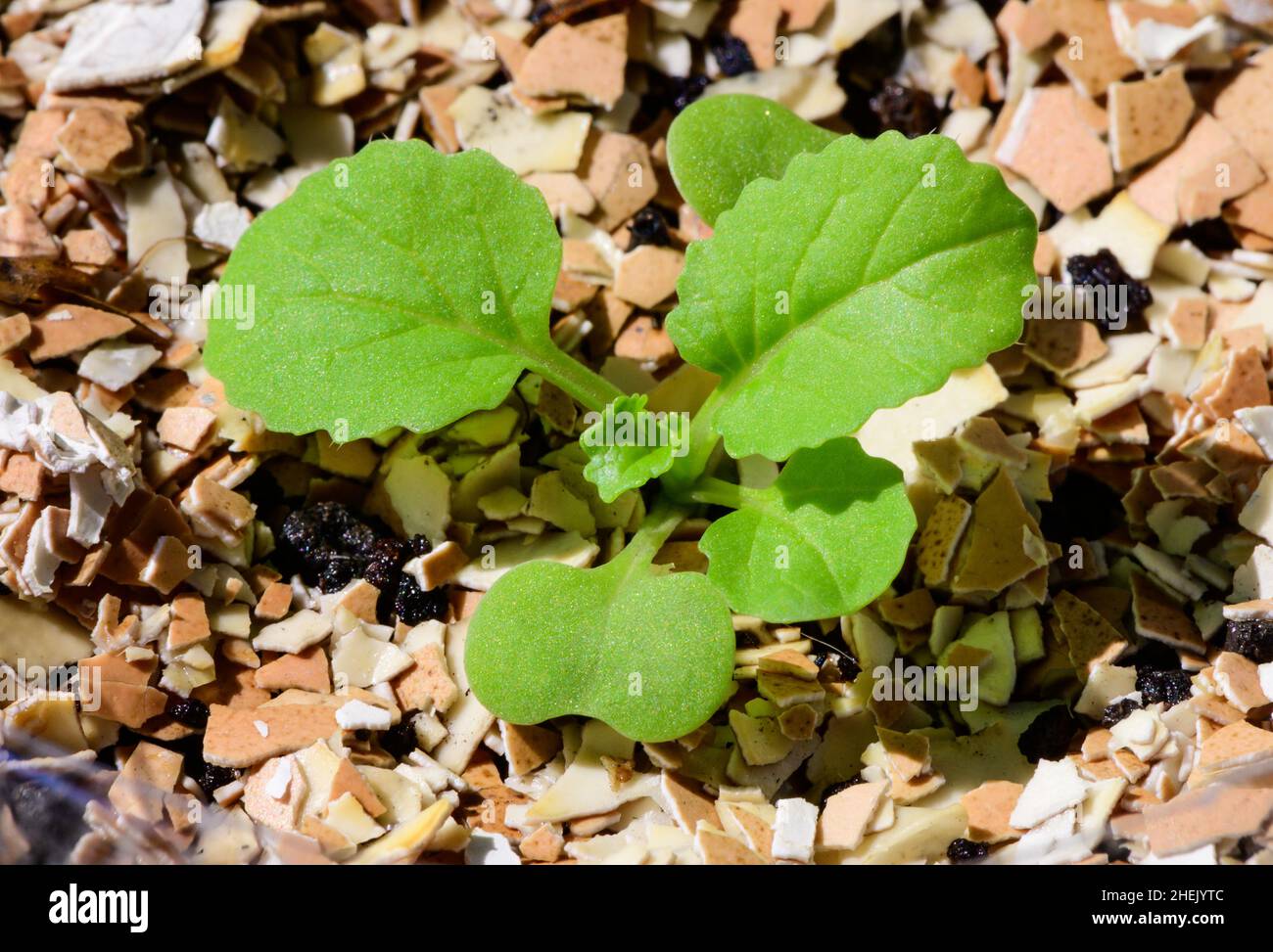Small seedlings of lettuce growing Stock Photo - Alamy